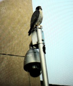 FalconWatch