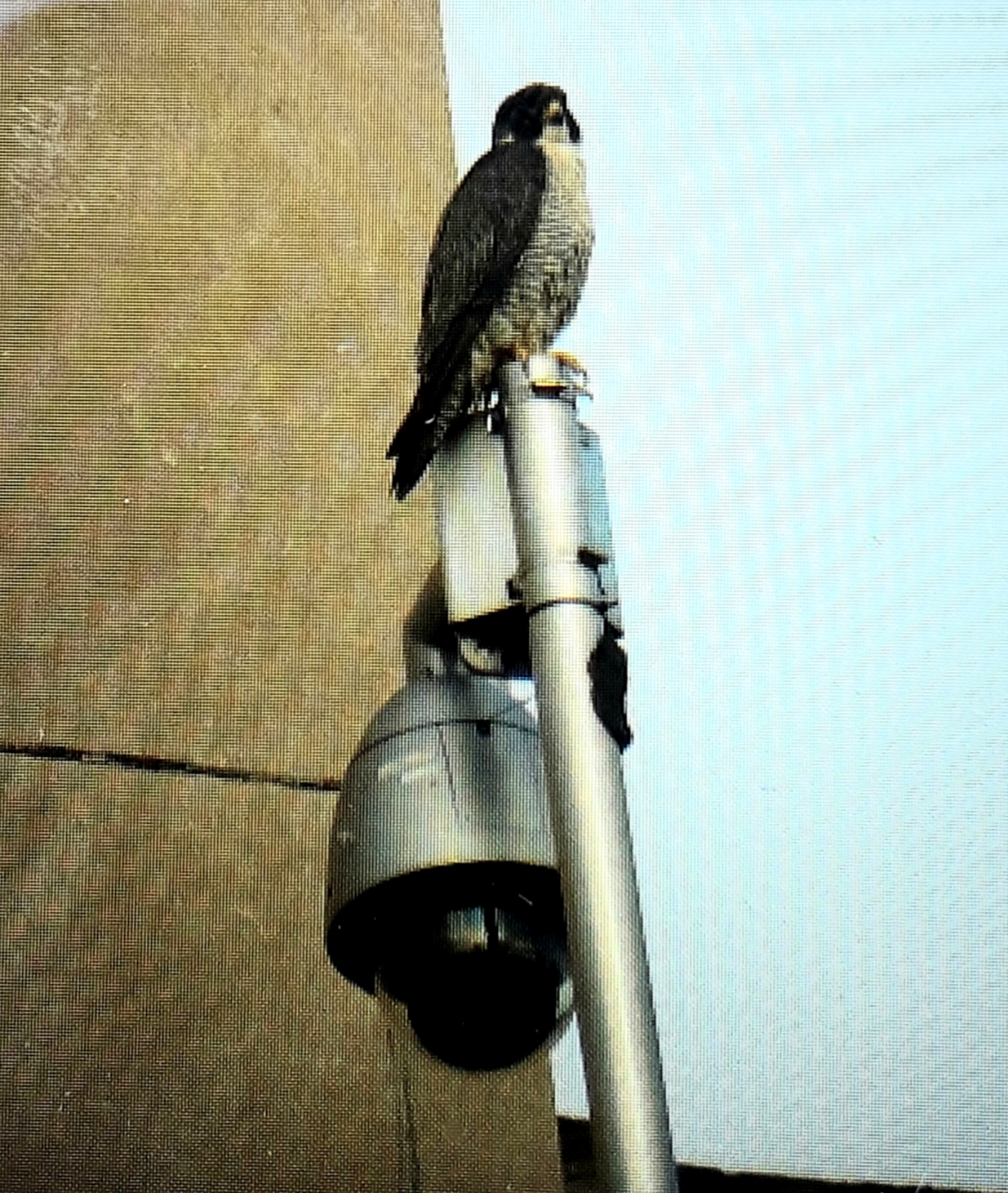 FalconWatch