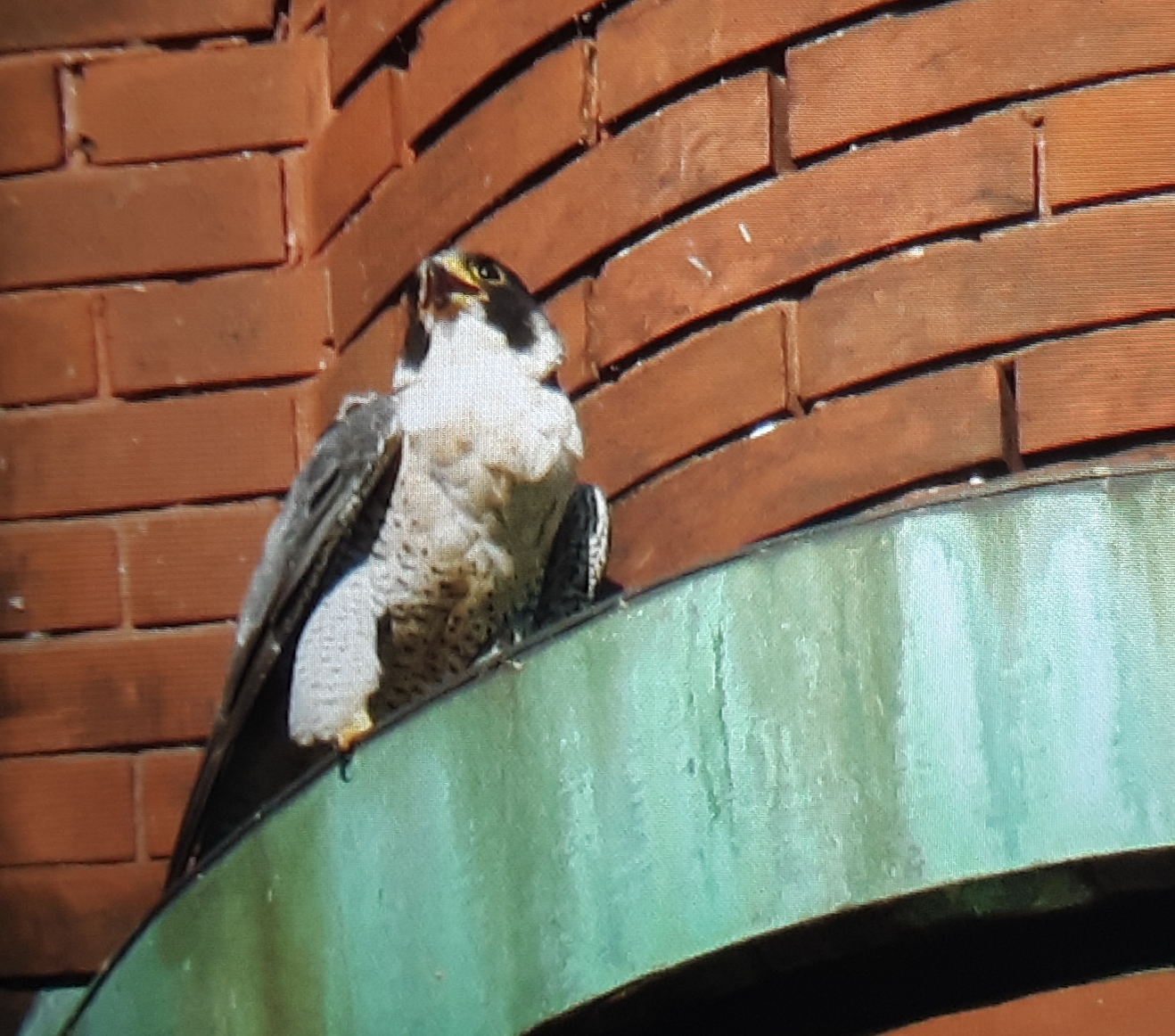 FalconWatch
