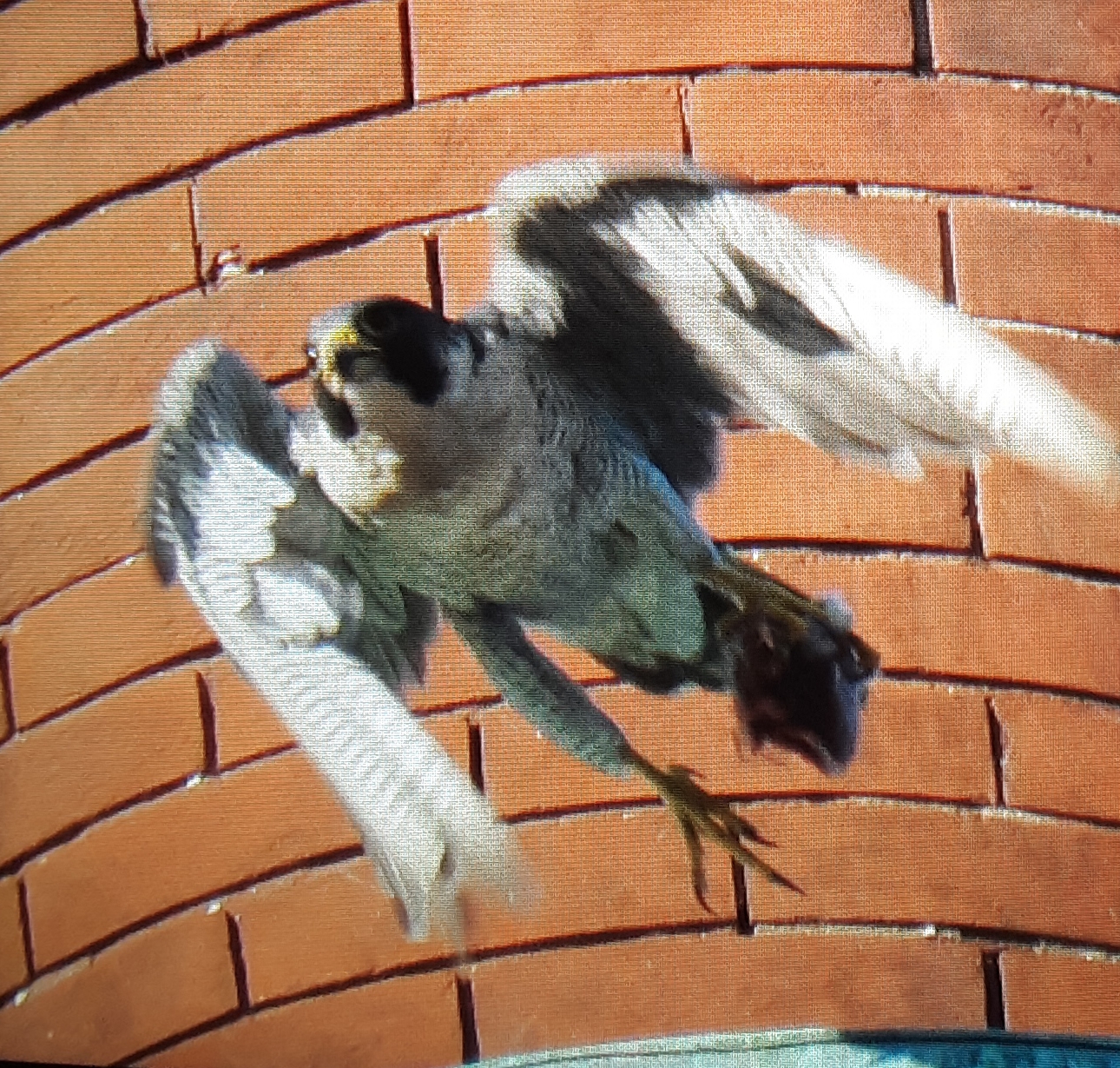 FalconWatch