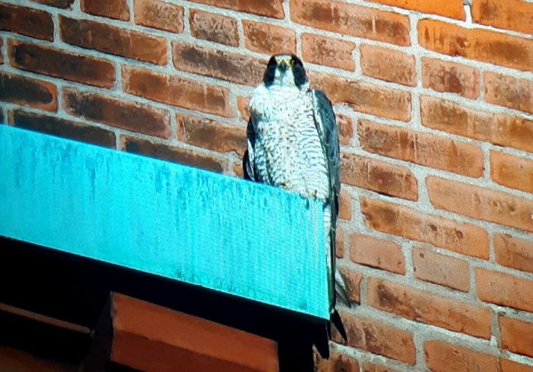 FalconWatch