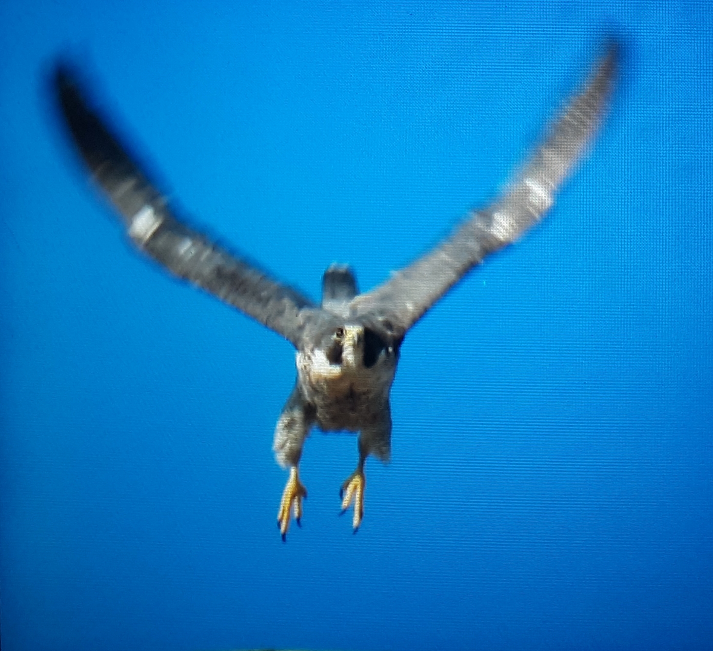 FalconWatch