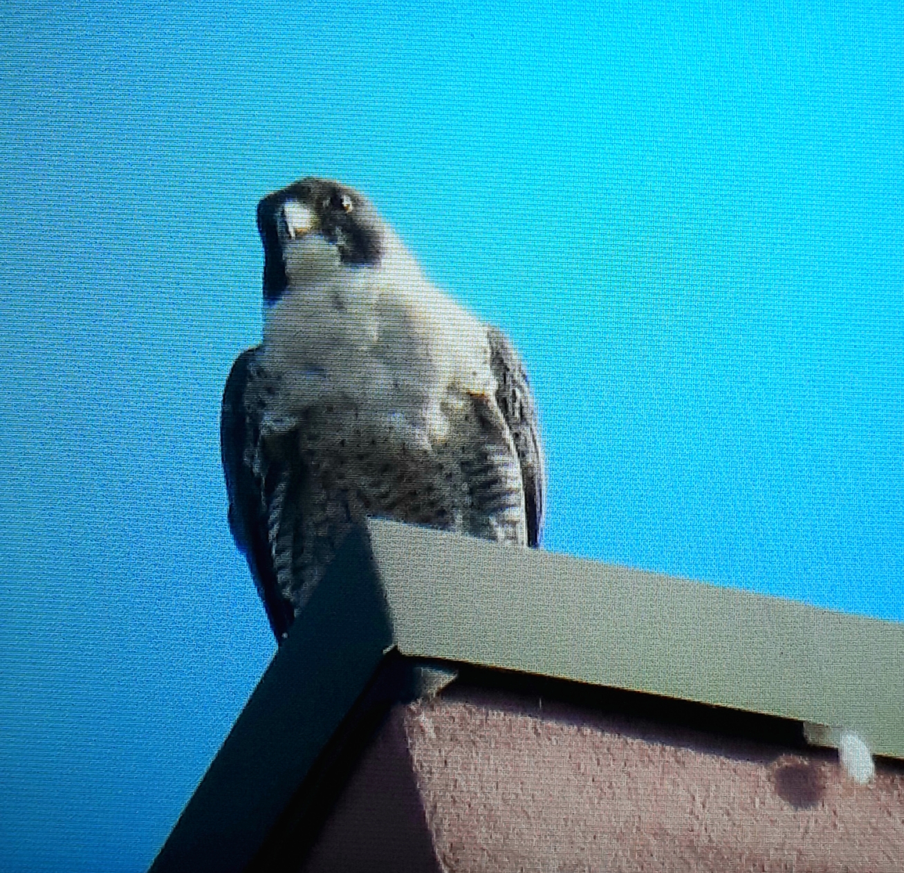 FalconWatch