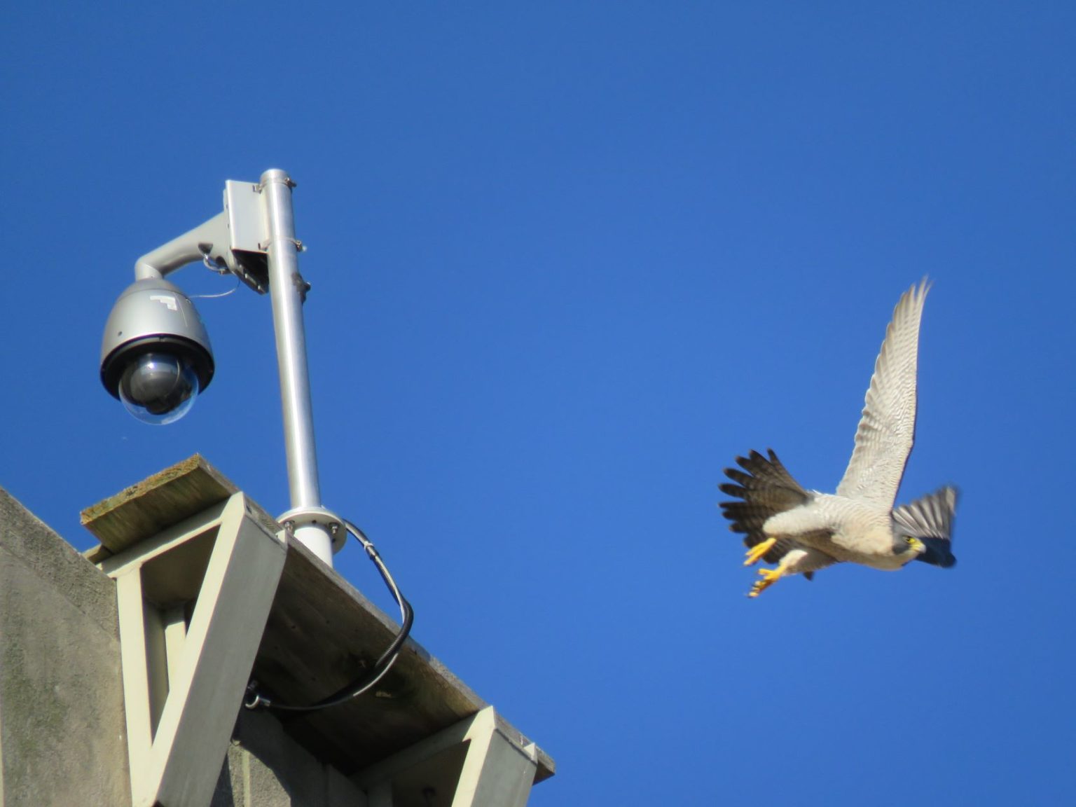FalconWatch