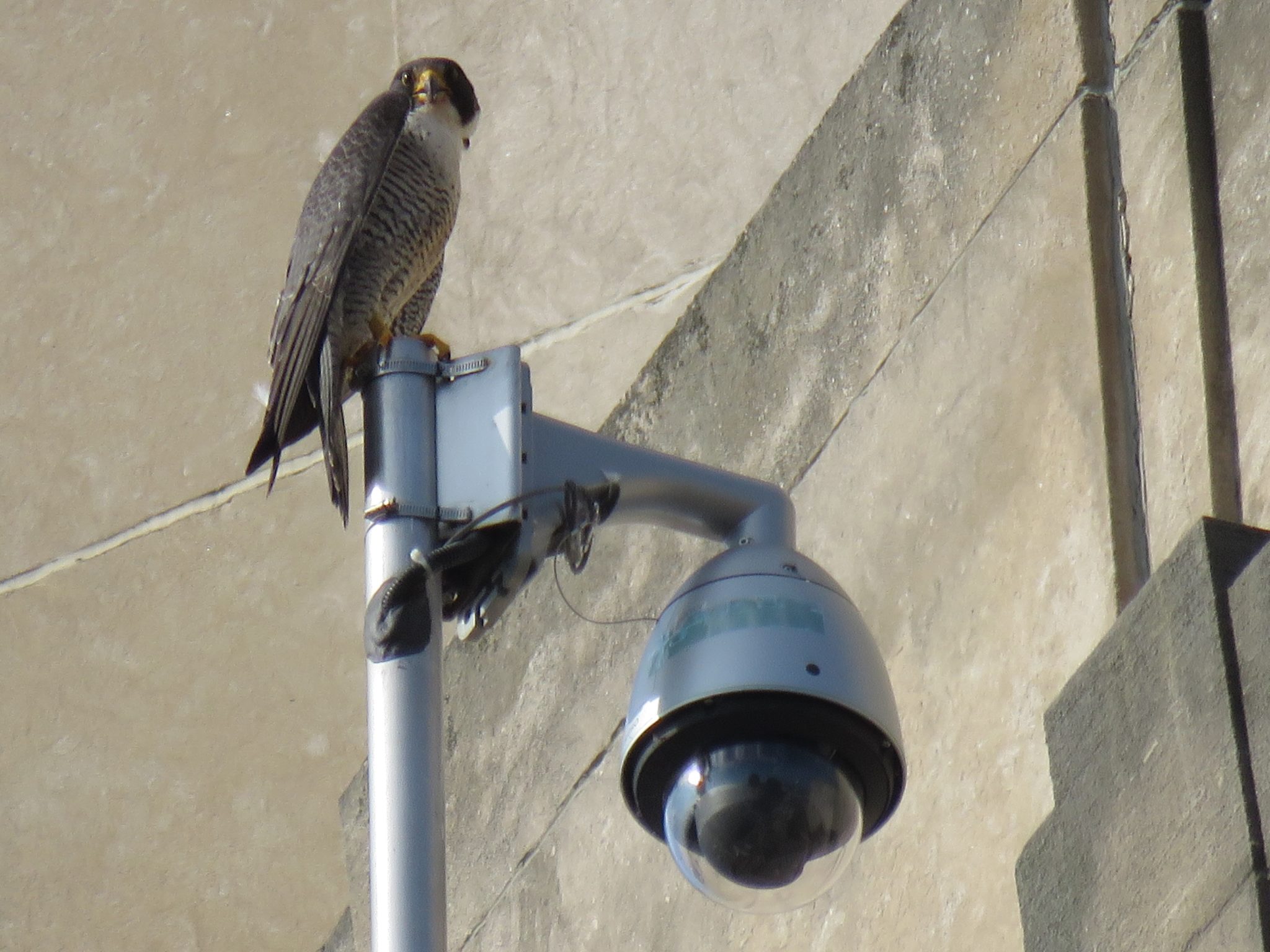 FalconWatch